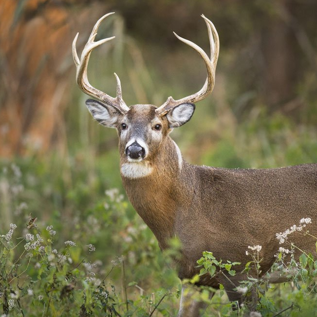 Hog Deer Hunting in Texas | Ranger Ridge