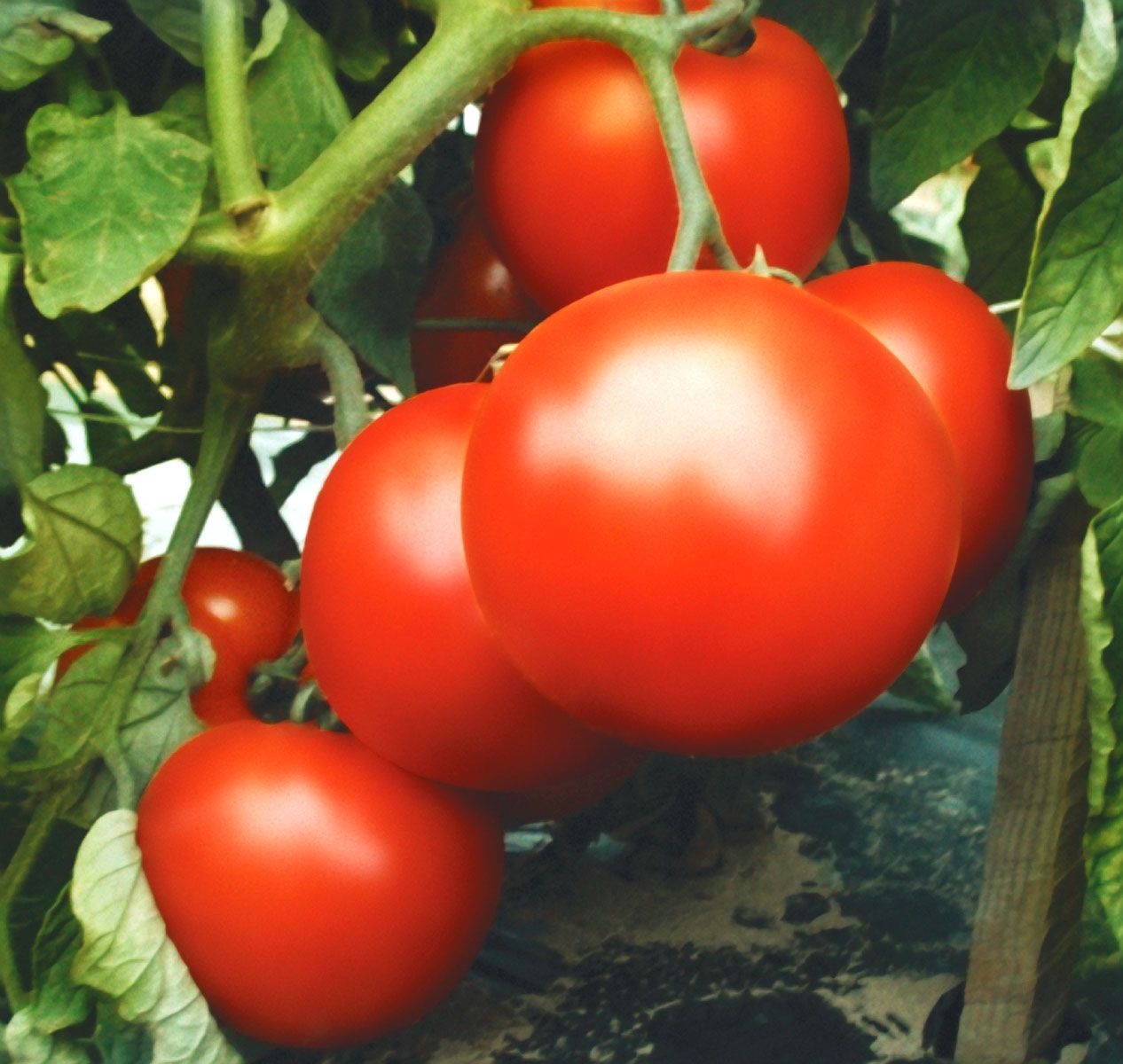 Piment