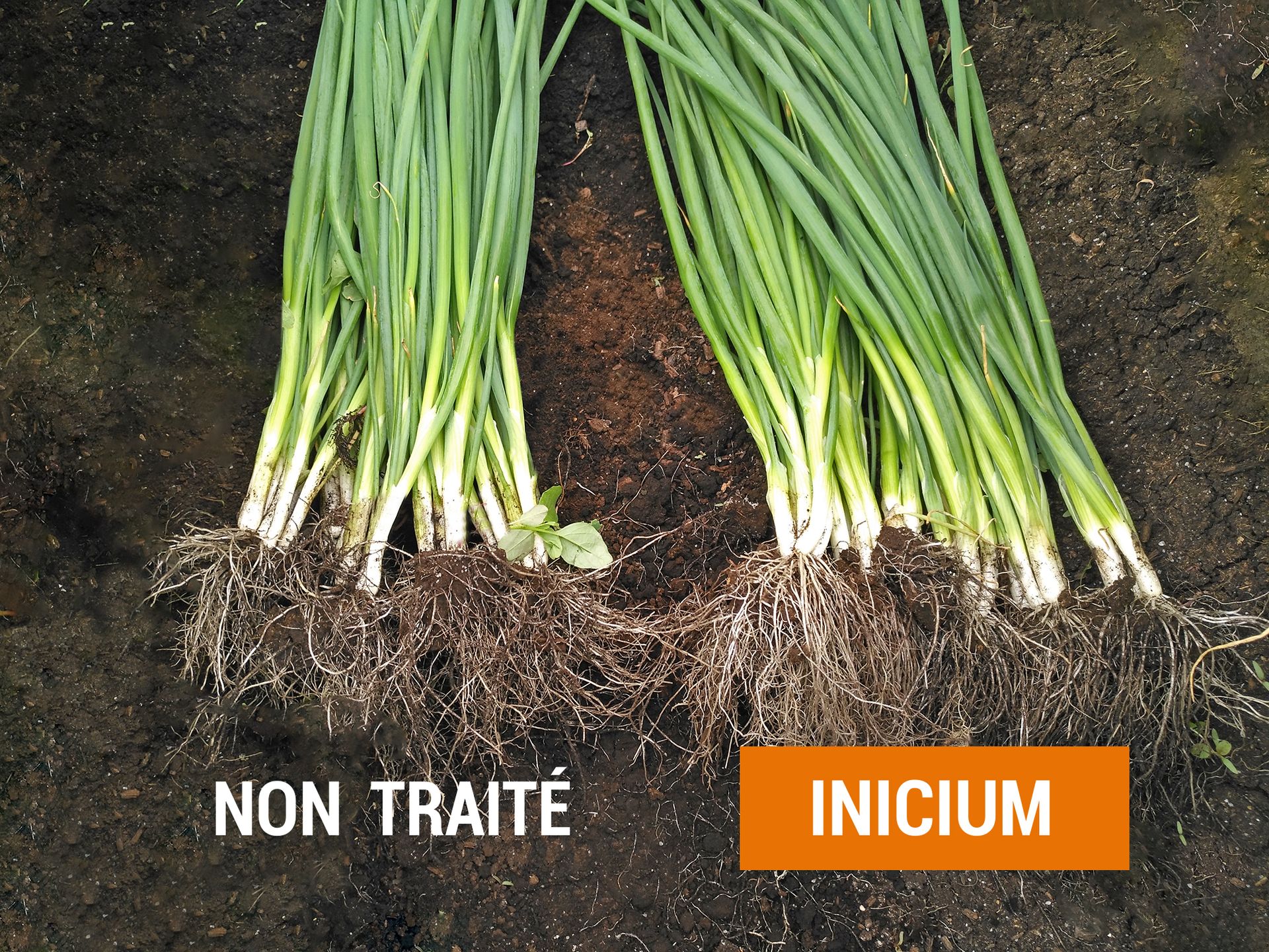 SEMINOVA | Foliar application inicium