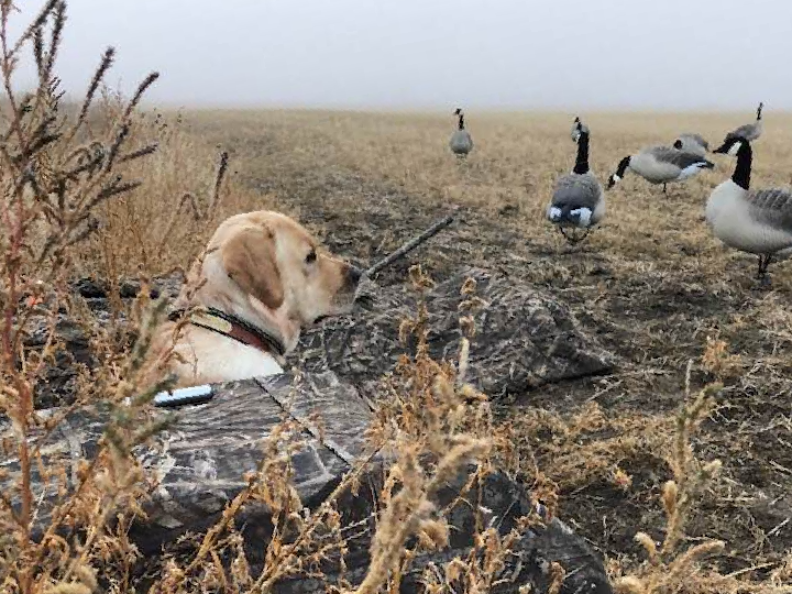 About Diamond View Labradors