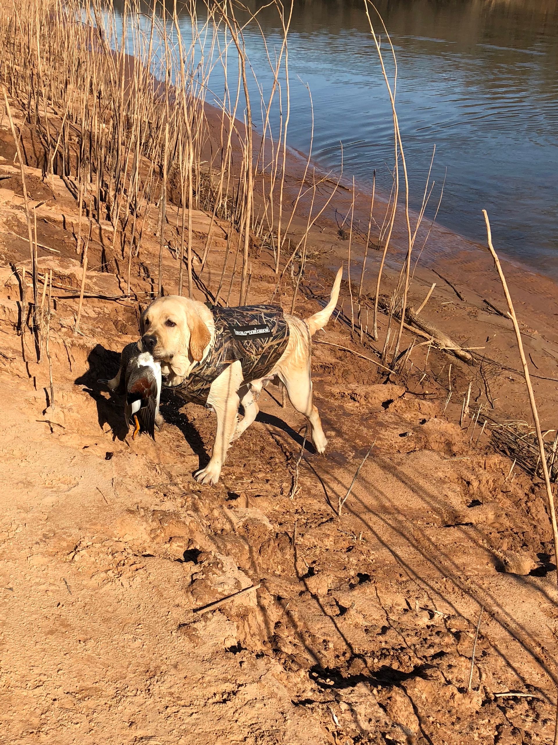 Talented Labradors of Diamond View Labradors