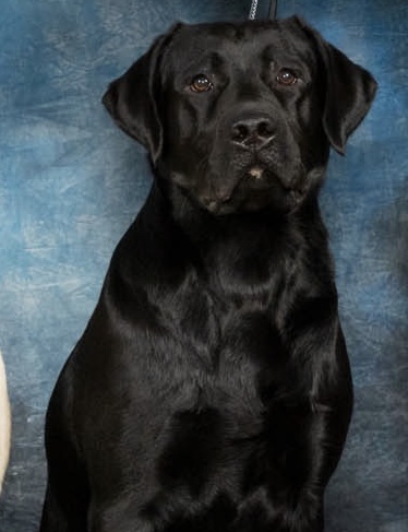 Talented Labradors of Diamond View Labradors