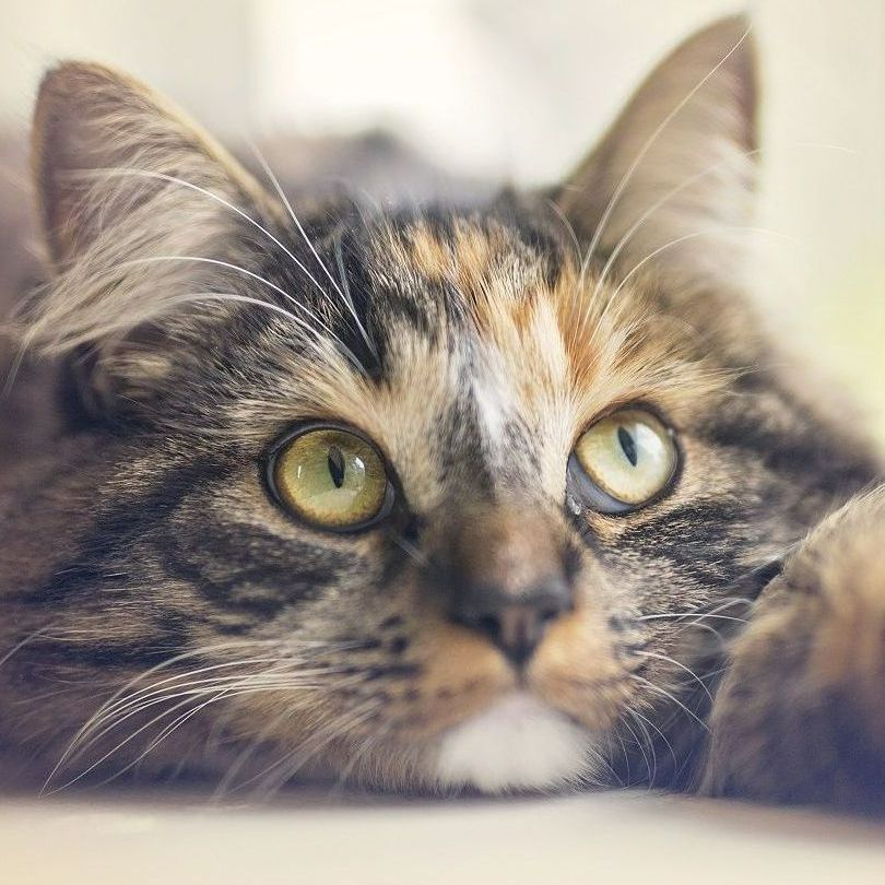 Pet Cremation Planning Services in Surrey