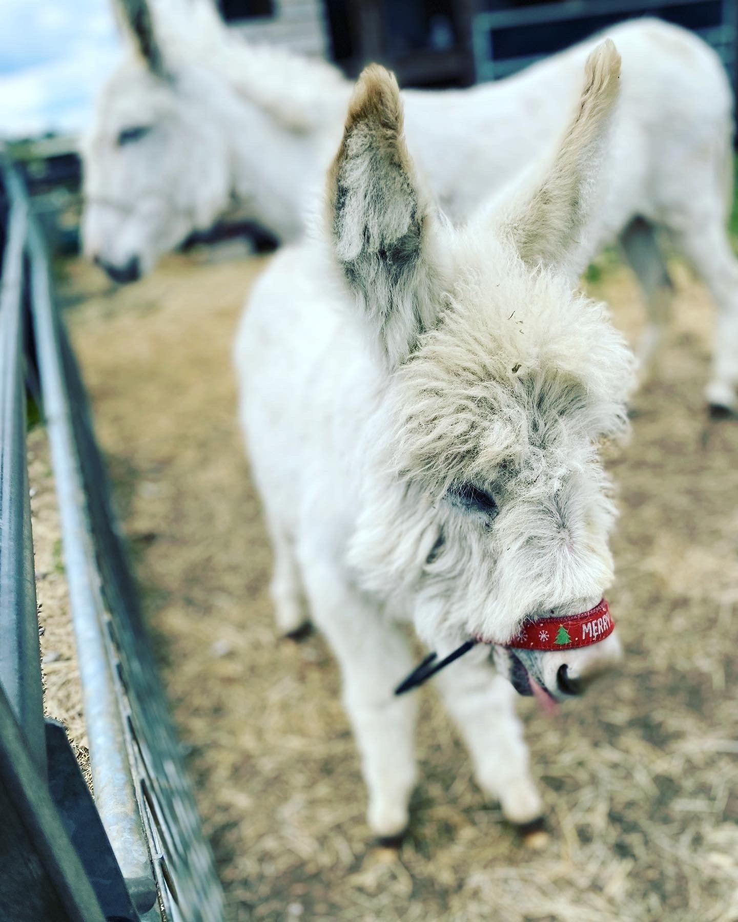 Santa’s Grotto & Reindeer Paddock at Nathan's Farm in Chalfont St. Giles