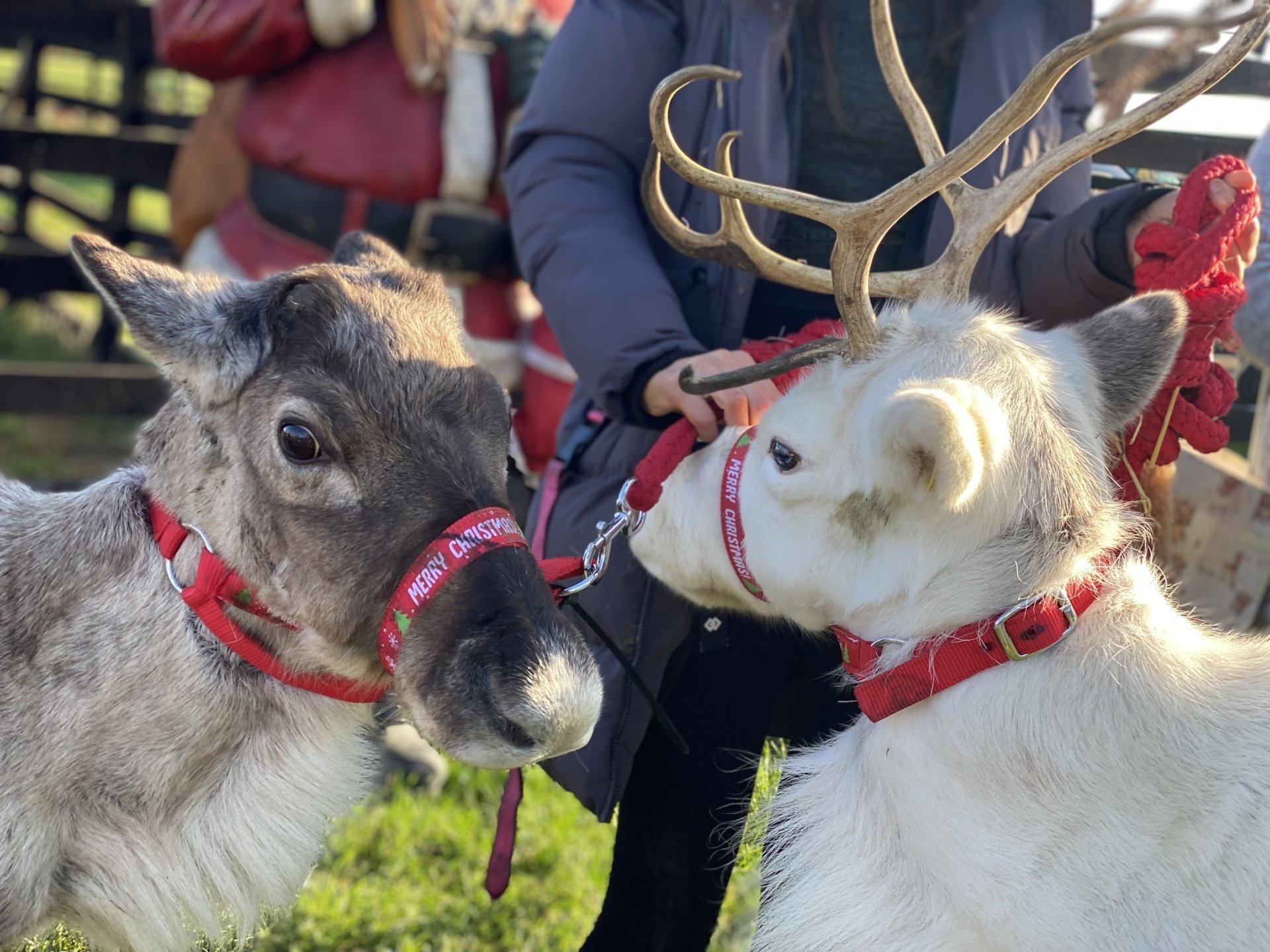Santa’s Grotto & Reindeer Paddock at Nathan's Farm in Chalfont St. Giles