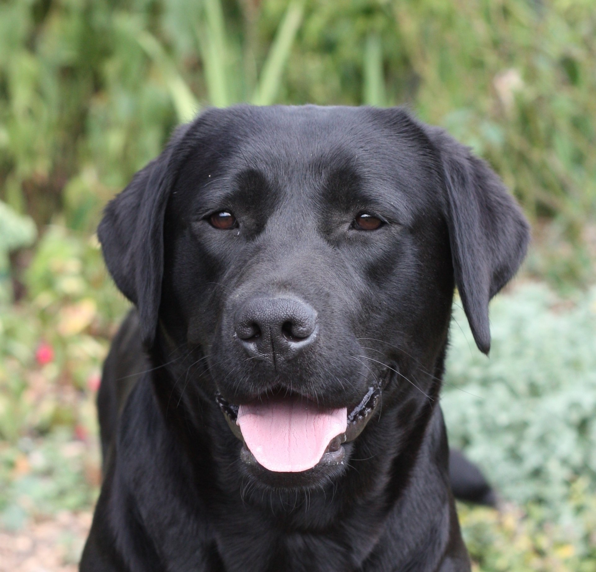 About Us | BUCKHOLT LABRADORS