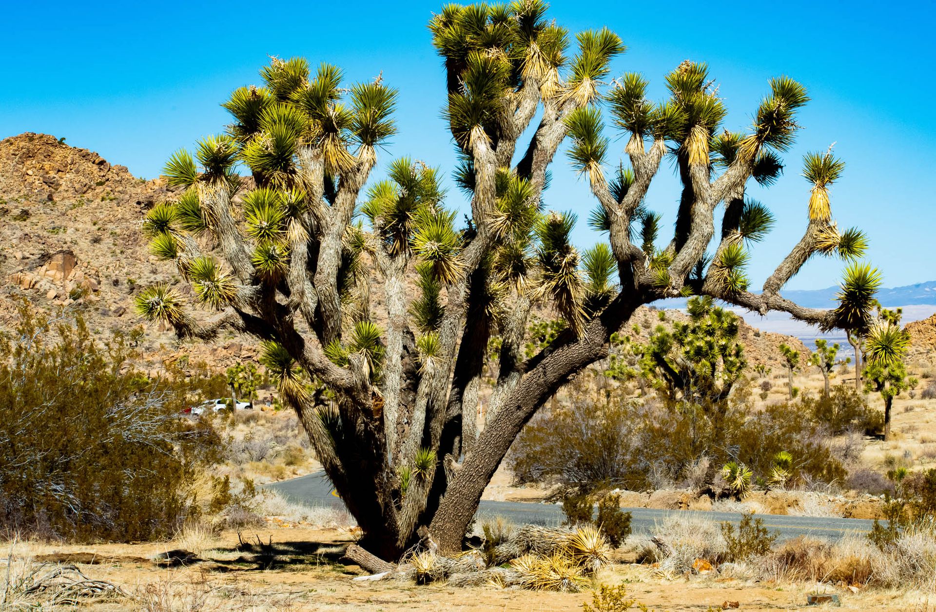 Deborah Collier Photography