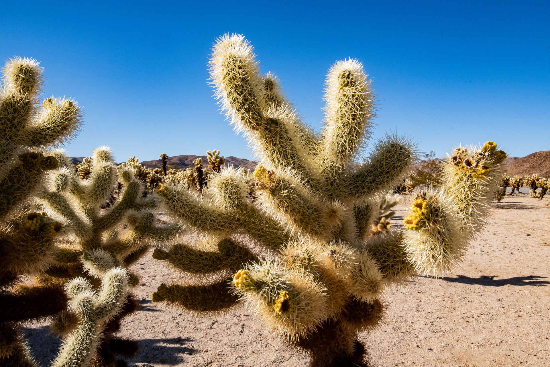 Deborah Collier Photography