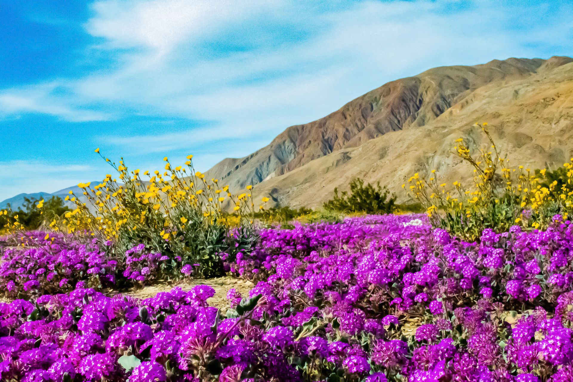 Deborah Collier Photography