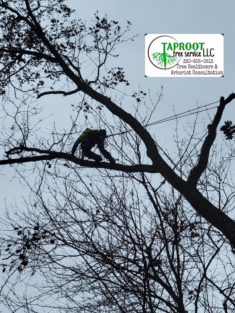 Tree Services, Arborist Consultation | Waynesburg, Canton, OH | Taproot ...