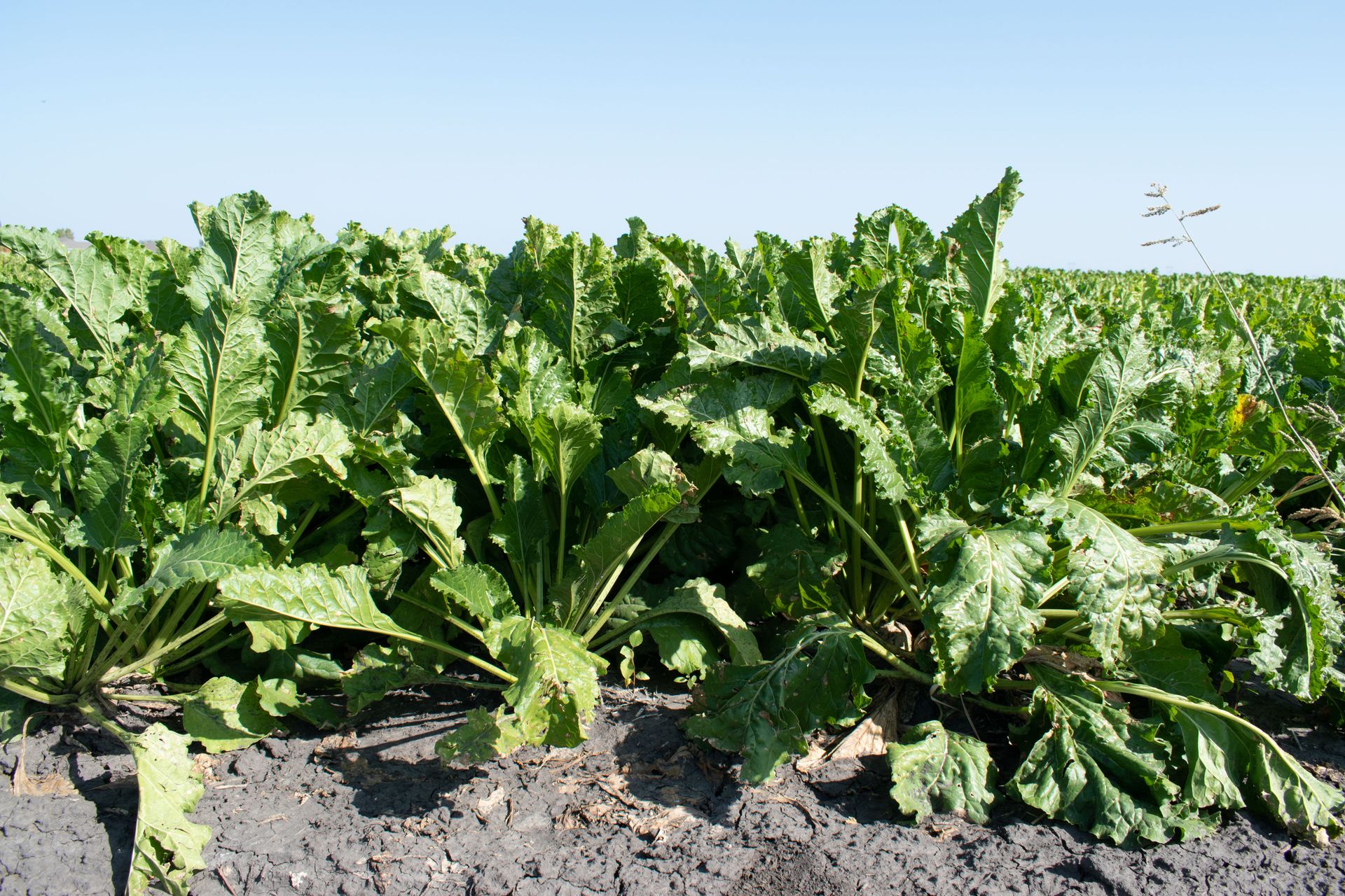 Nano-Yield™ | Crop Efficiency with Nanotechnology