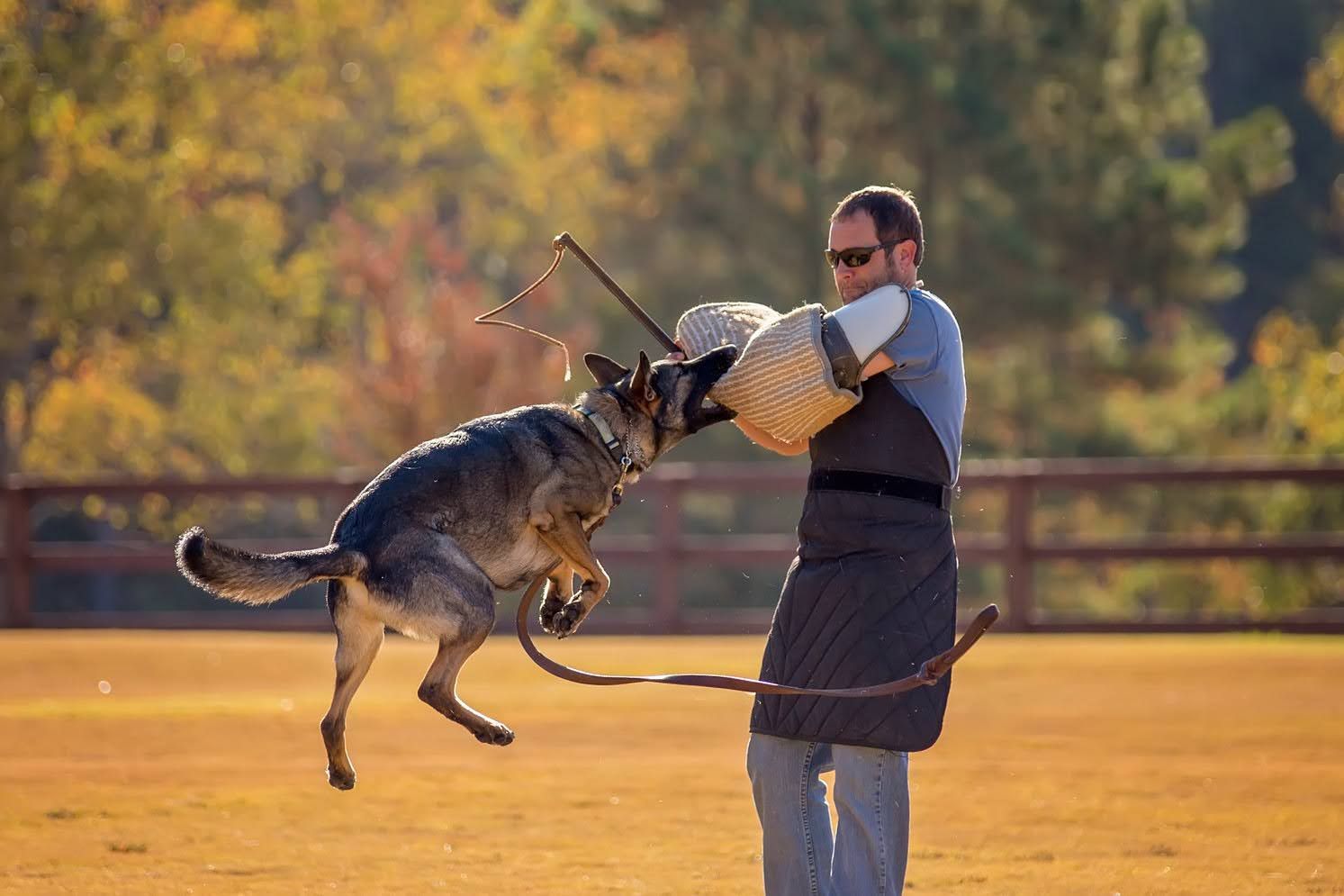 Dog Obedience Training | Ashley Hills Pet Center