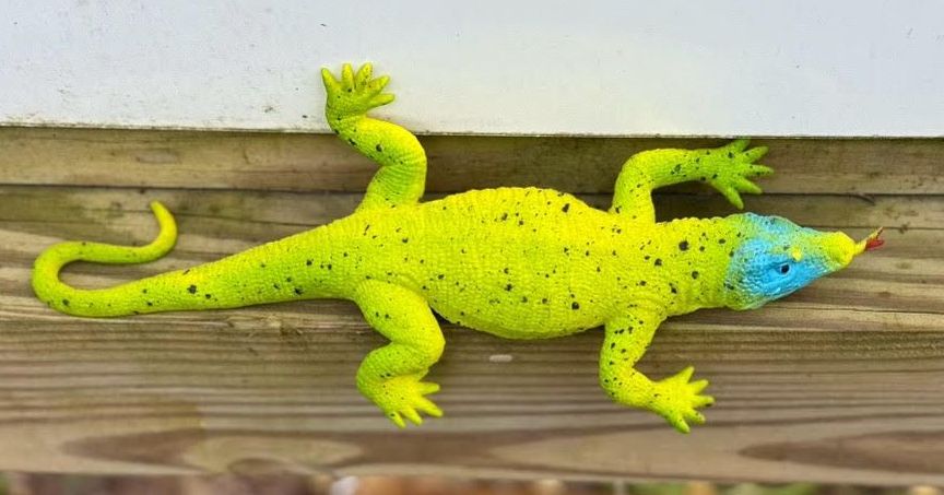 HOME [www.lizardcreekpa.com]