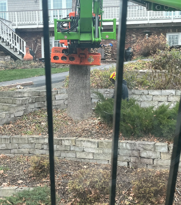 View Our Gallery | Appleton, WI | Tree-B-Gone