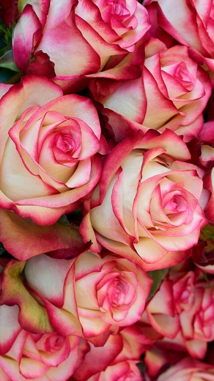 Ziedu kompozīcijas | Sant-Li ziedi un ziedu piegāde