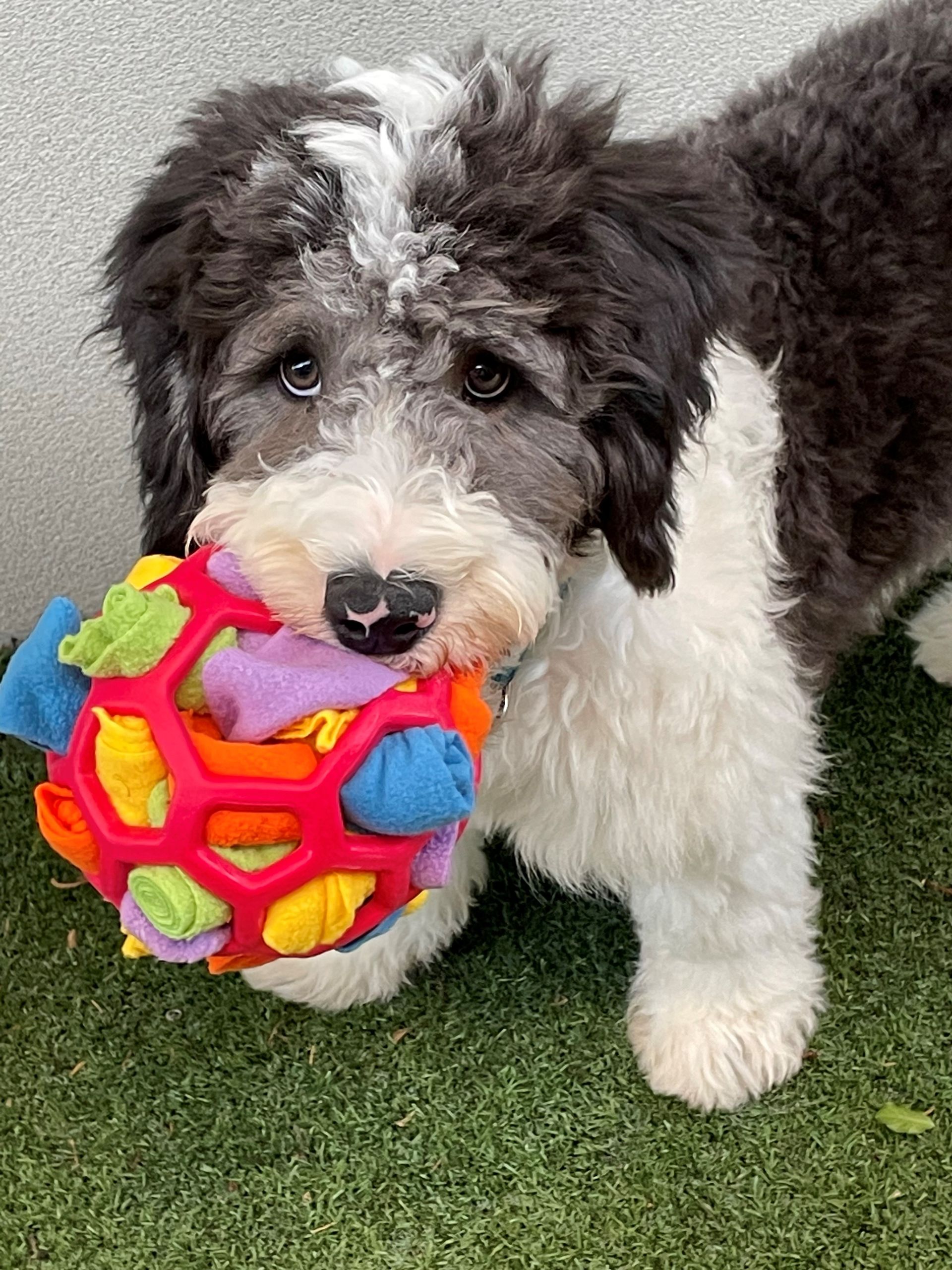 Sheepadoodle Puppies Gallery | Ameys Puppies