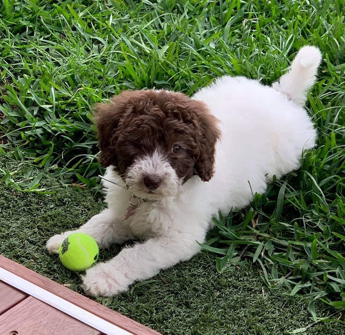 Sheepadoodle Puppies Gallery | Ameys Puppies