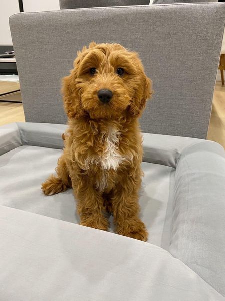 Groodle Puppies Gallery | Ameys Puppies