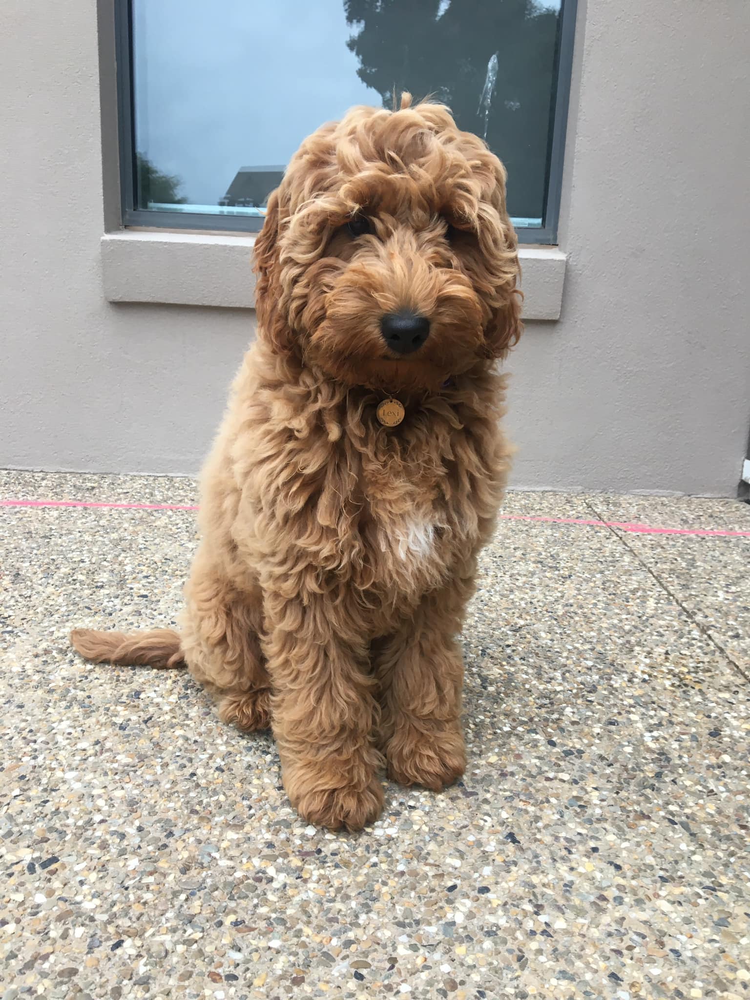 Groodle Puppies Gallery | Ameys Puppies