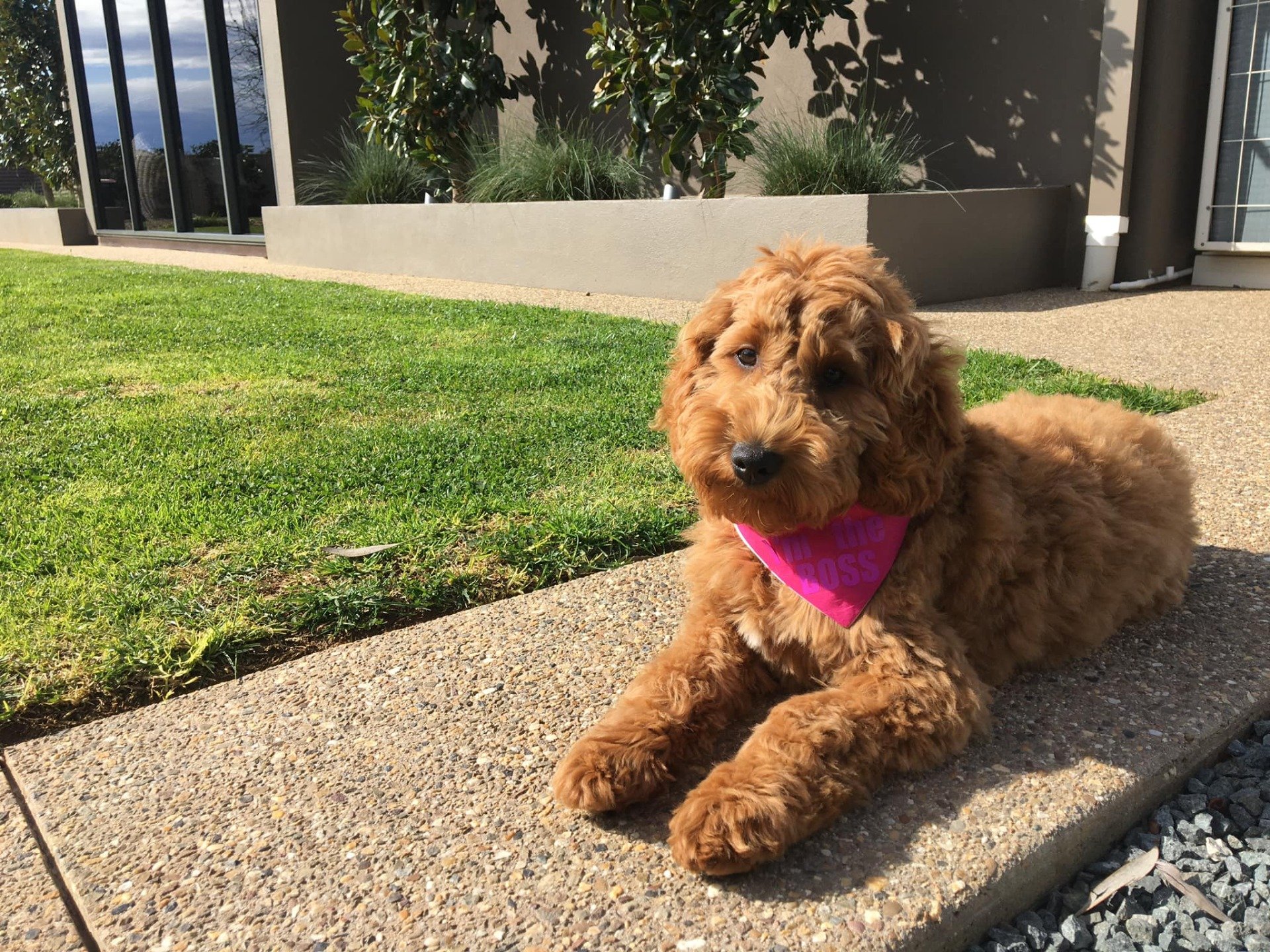 Groodle Puppies Gallery | Ameys Puppies