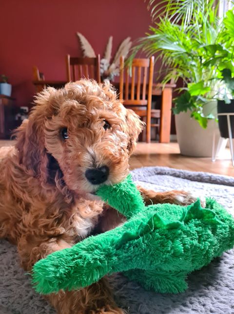 Groodle Puppies Gallery | Ameys Puppies