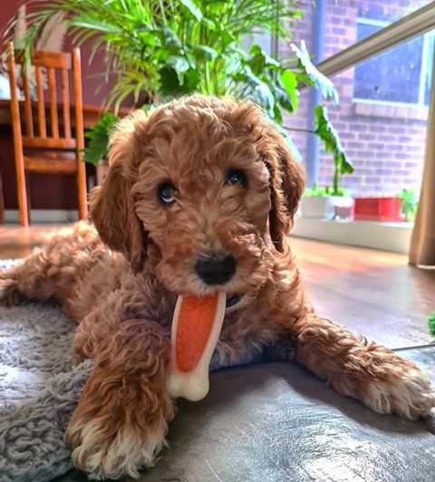 Groodle Puppies Gallery | Ameys Puppies