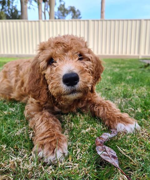 Groodle Puppies Gallery | Ameys Puppies