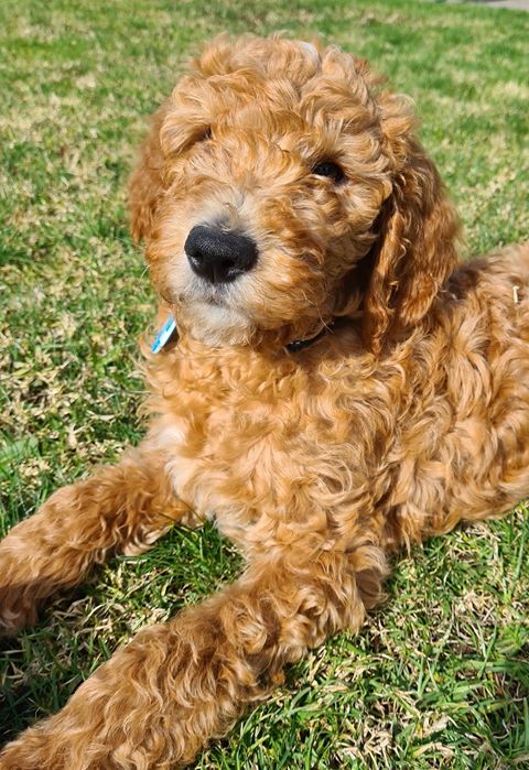 Groodle Puppies Gallery | Ameys Puppies