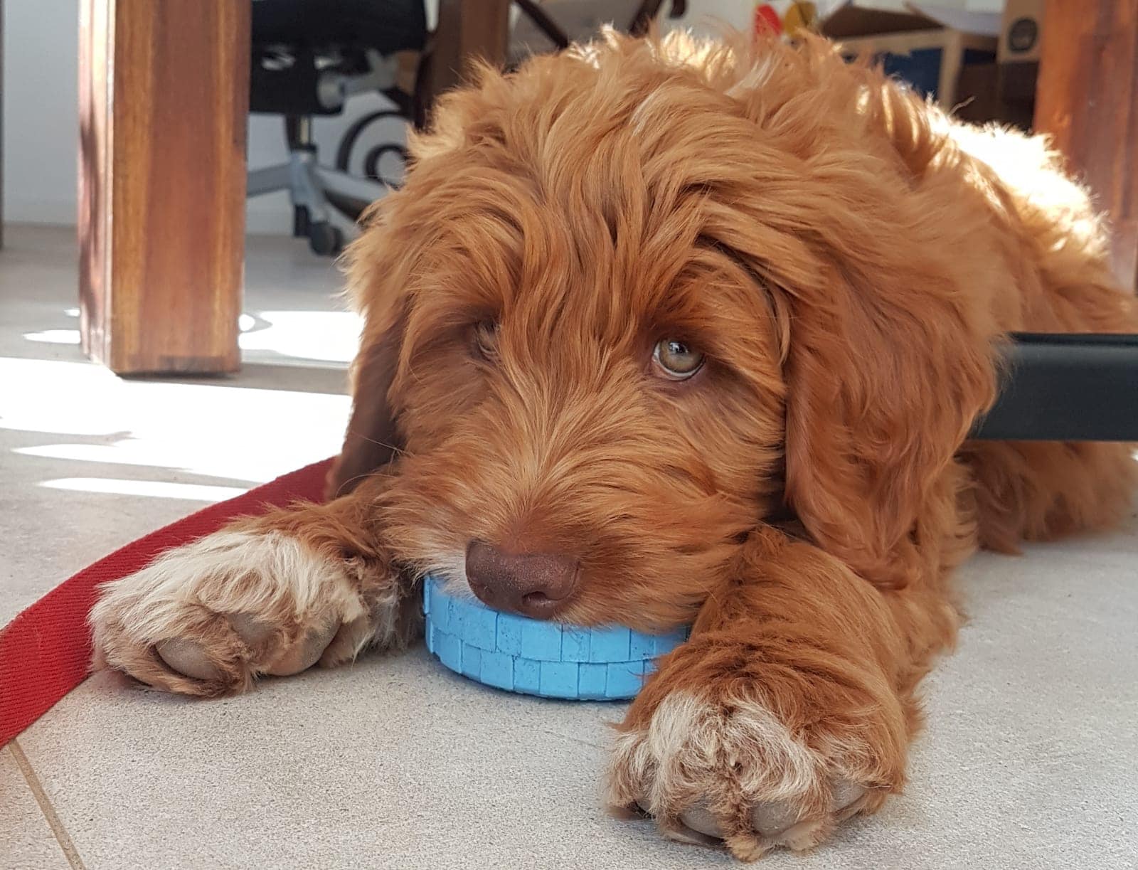 Groodle Puppies Gallery | Ameys Puppies