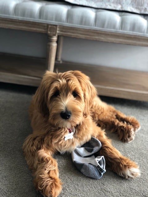 Groodle Puppies Gallery | Ameys Puppies