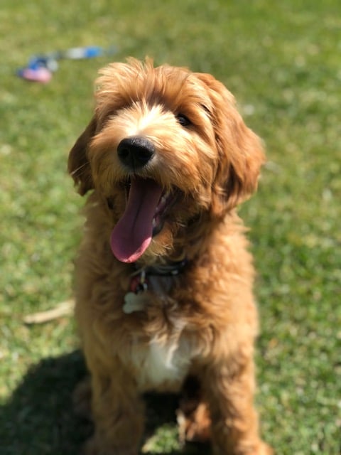 Groodle Puppies Gallery | Ameys Puppies