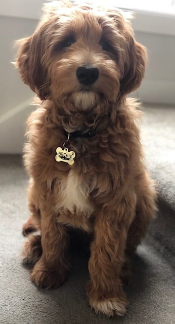 Groodle Puppies Gallery | Ameys Puppies