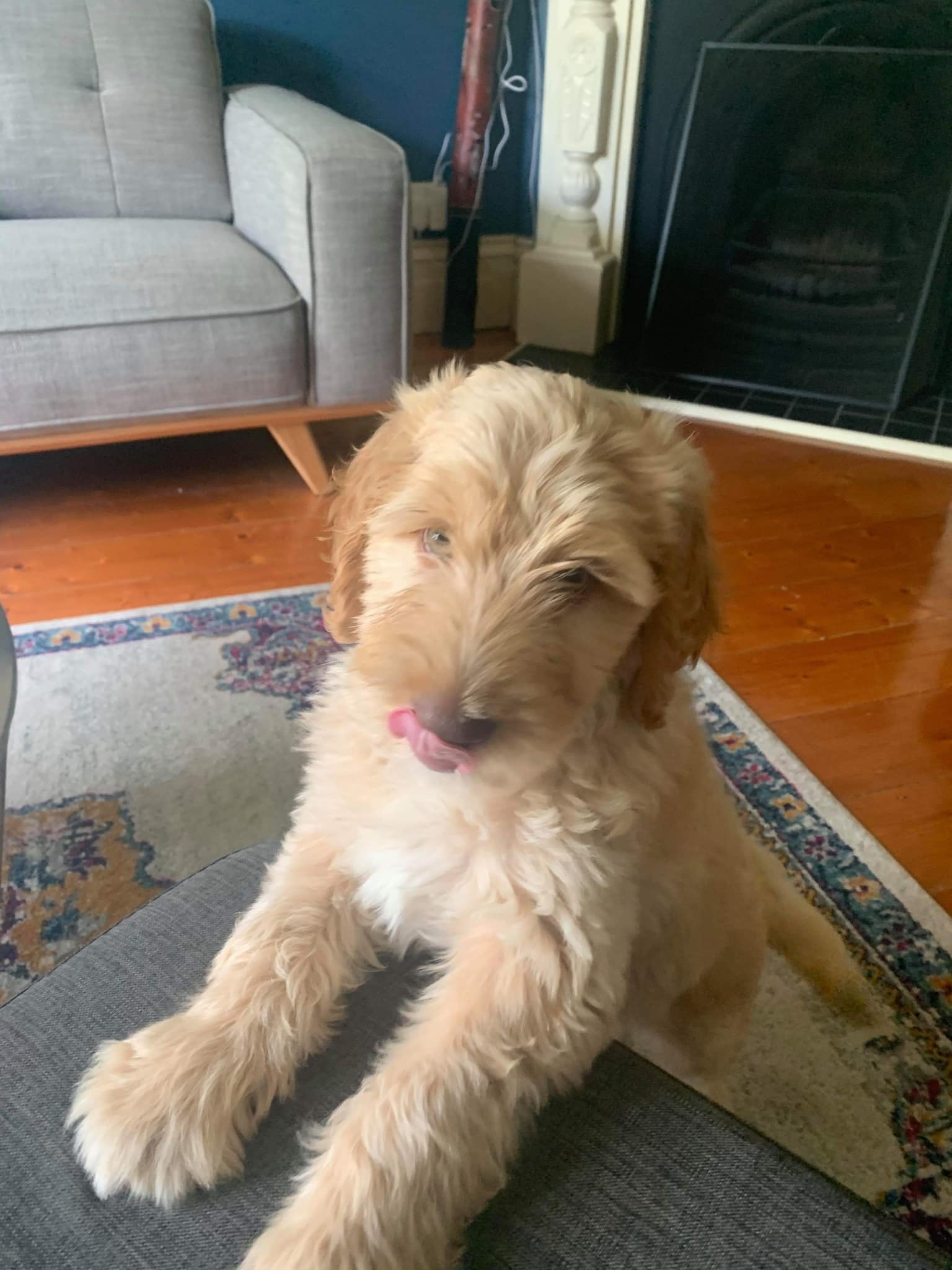 Groodle Puppies Gallery | Ameys Puppies