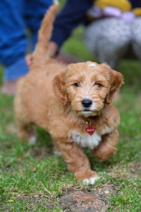 Groodle Puppies Gallery | Ameys Puppies