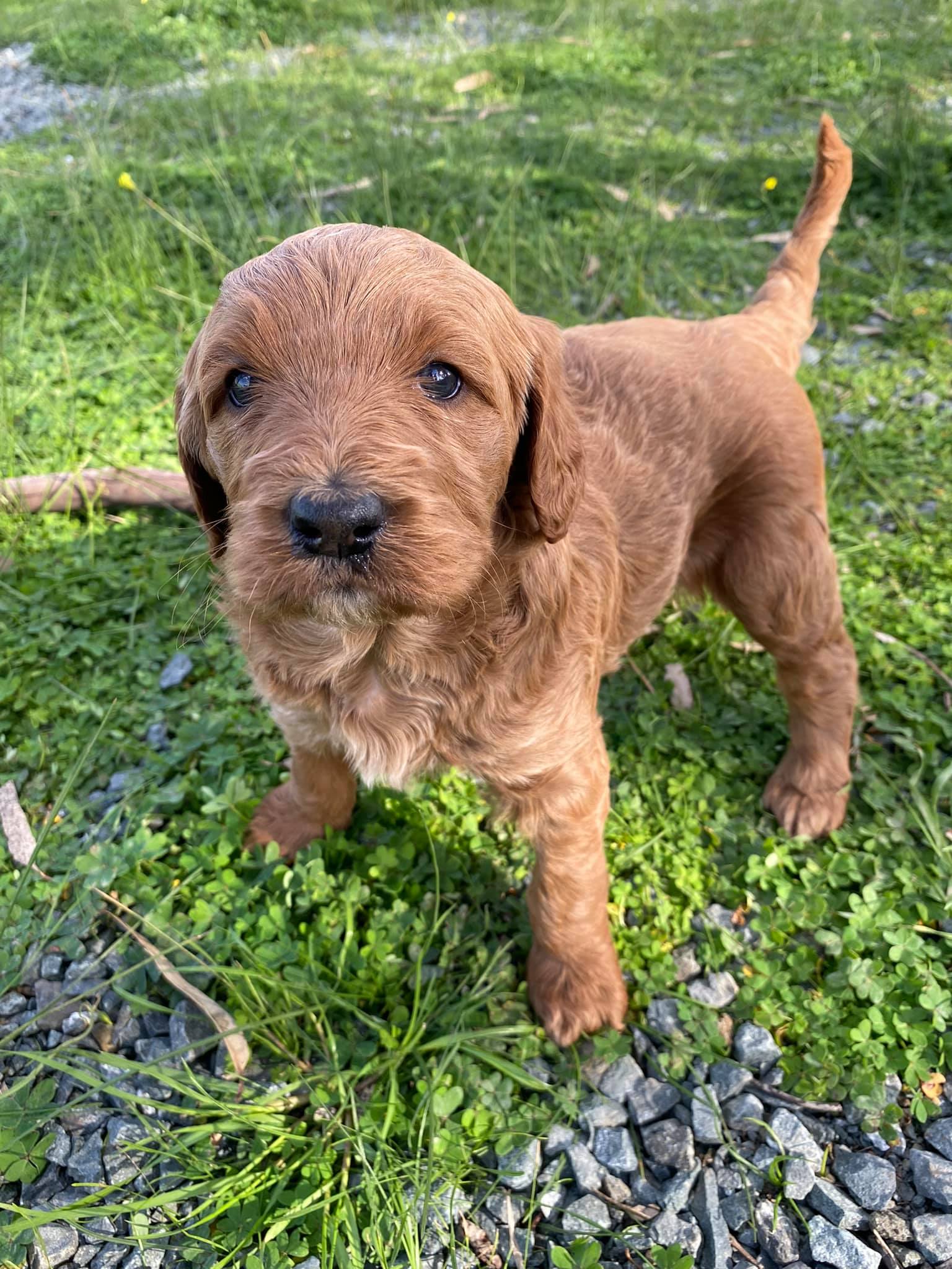 Groodle Puppies Gallery | Ameys Puppies