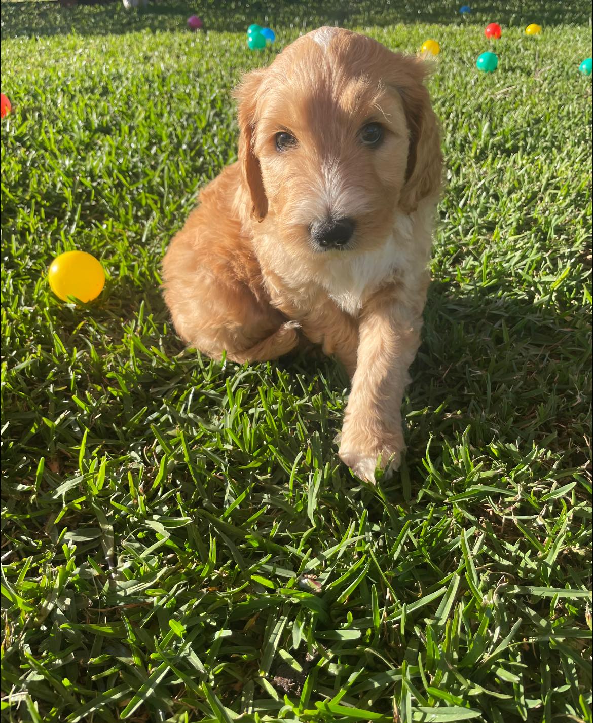 Groodle Puppies Gallery | Ameys Puppies