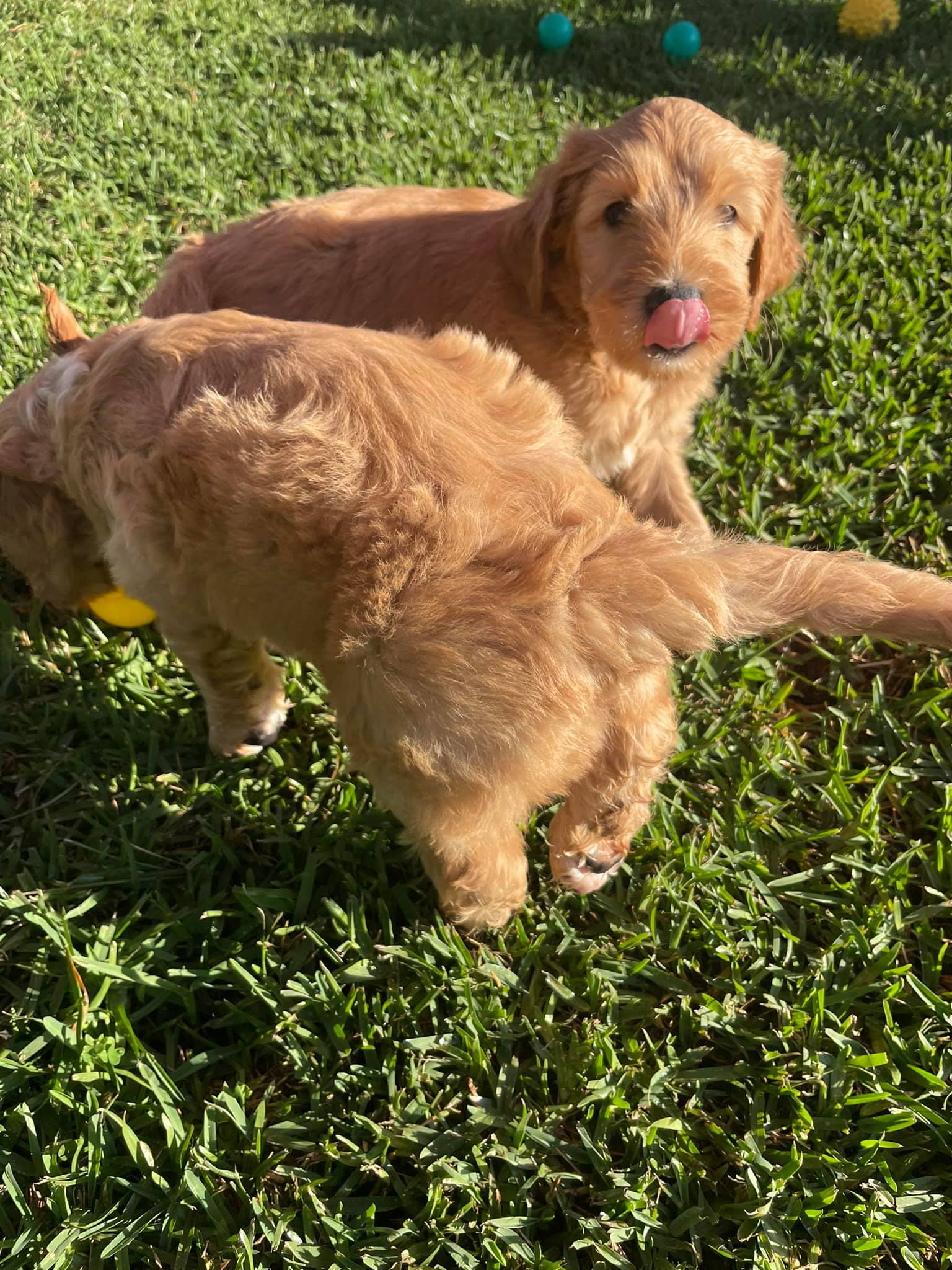 Groodle Puppies Gallery | Ameys Puppies