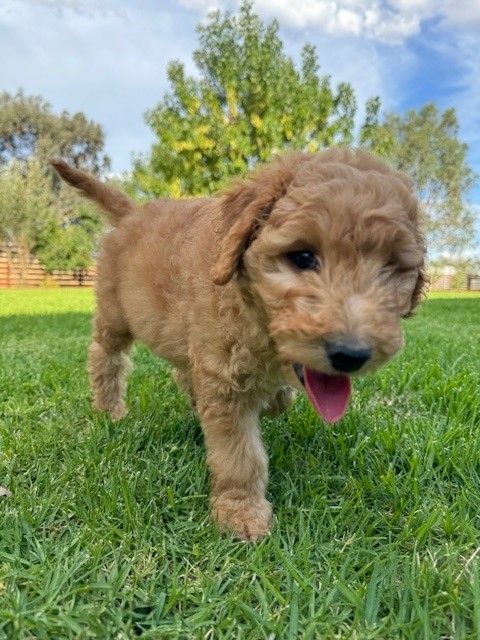 Medium Groodle Boy 5 | Domestic Animal | Ameys Puppies