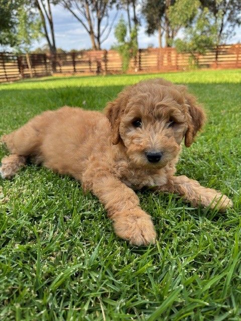 Medium Groodle Boy 5 | Domestic Animal | Ameys Puppies