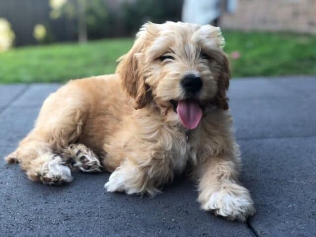 Groodle Puppies Gallery | Ameys Puppies