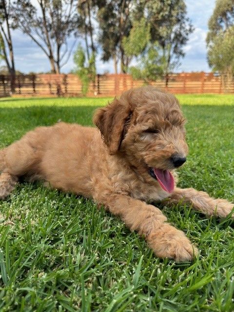 Medium Groodle Boy 5 | Domestic Animal | Ameys Puppies