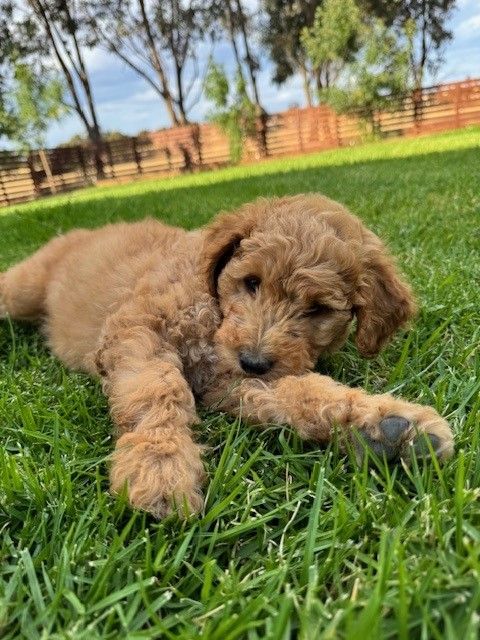 Medium Groodle Boy 5 | Domestic Animal | Ameys Puppies