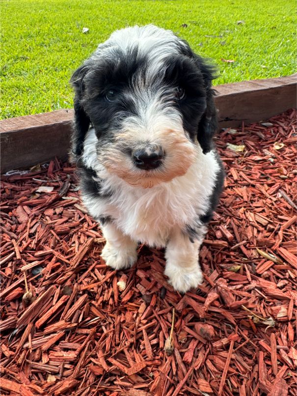 Sheepadoodle Boy 3 - SOLD | Domestic Animal | Ameys Puppies