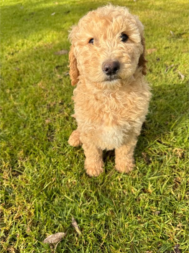 Medium Groodle Boy 5 | Domestic Animal | Ameys Puppies