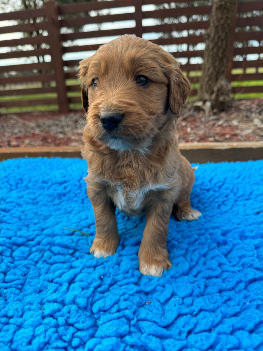 Medium Groodle Boy 5 | Domestic Animal | Ameys Puppies