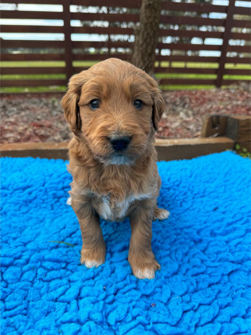 Medium Groodle Boy 5 | Domestic Animal | Ameys Puppies