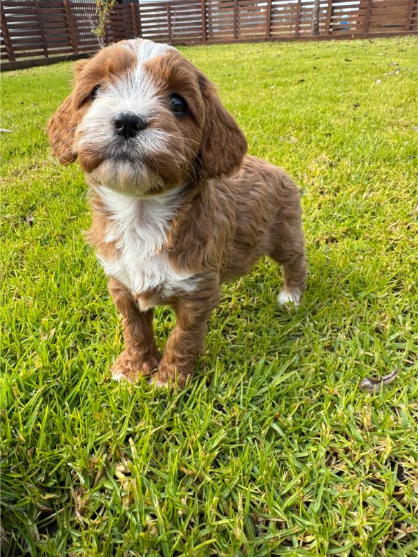Cavoodle Puppies 7 | Domestic Animal | Ameys Puppies