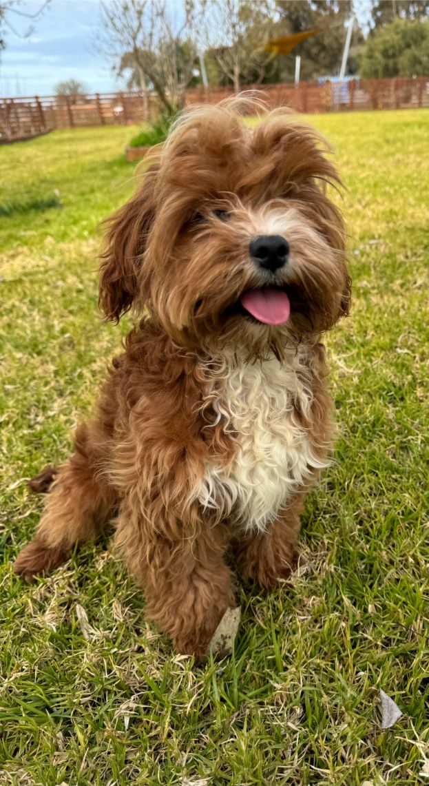 Cavoodle Puppies 7 | Domestic Animal | Ameys Puppies