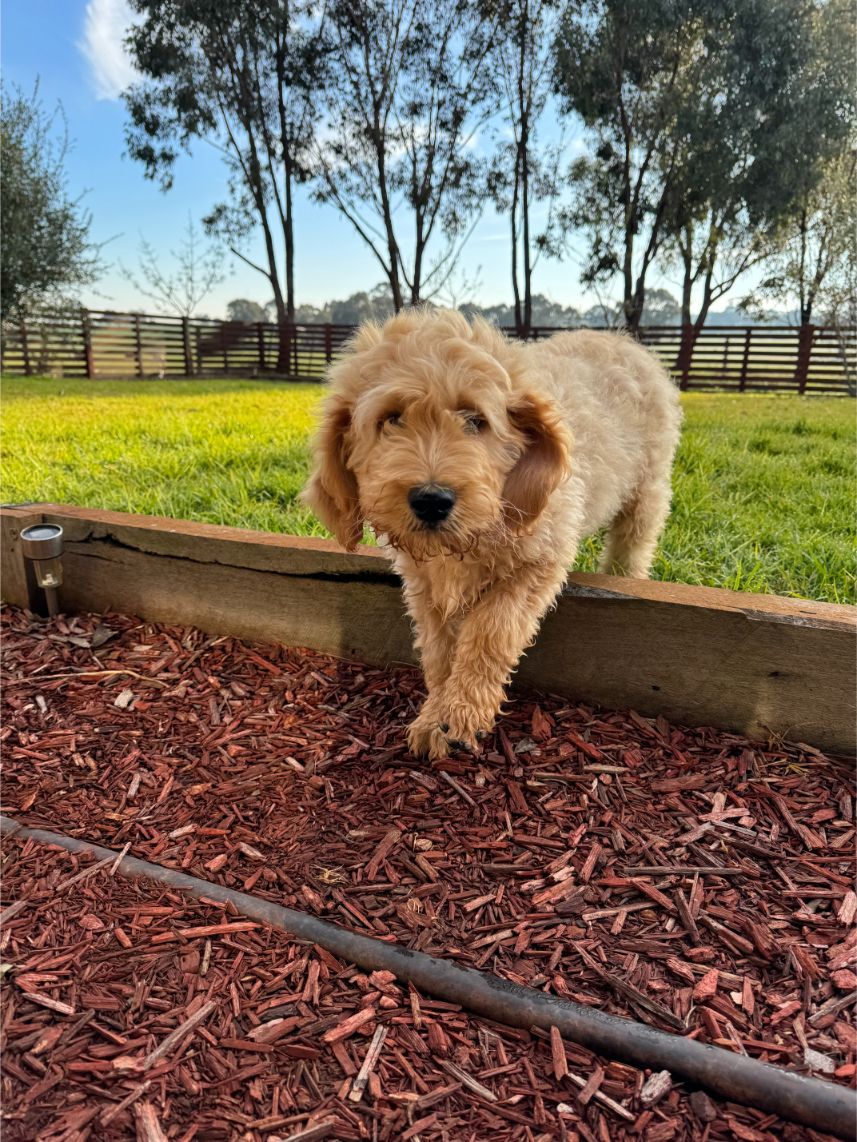 Medium Groodle Boy 5 | Domestic Animal | Ameys Puppies