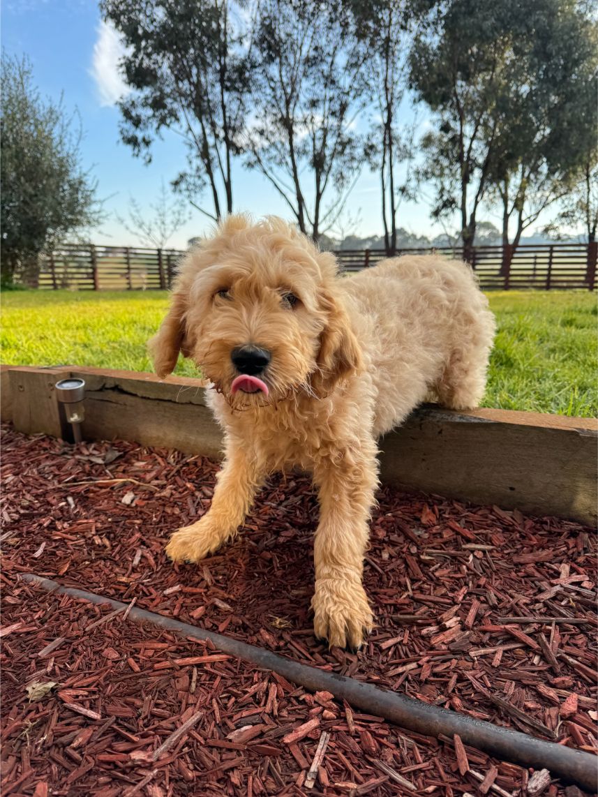 Medium Groodle Boy 5 | Domestic Animal | Ameys Puppies